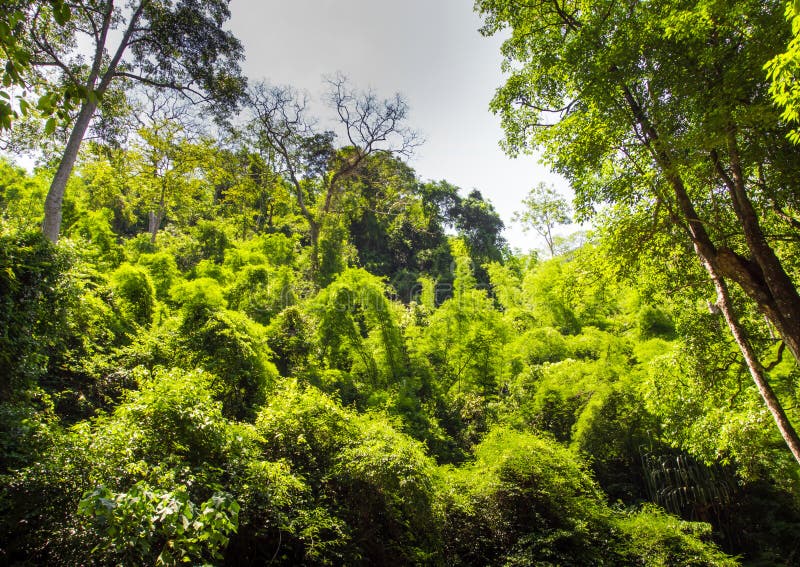 Big and Small Trees in the Rainforest Stock Photo - Image of green ...