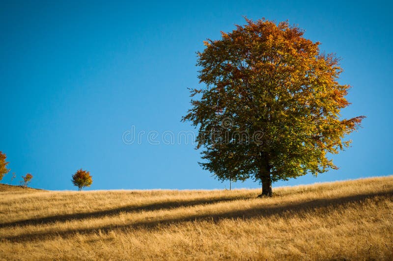 Big and small trees stock photo. Image of hills, countryside - 46298992
