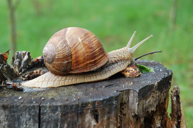 Big snail stock photo. Image of nature, close, motion - 14263186
