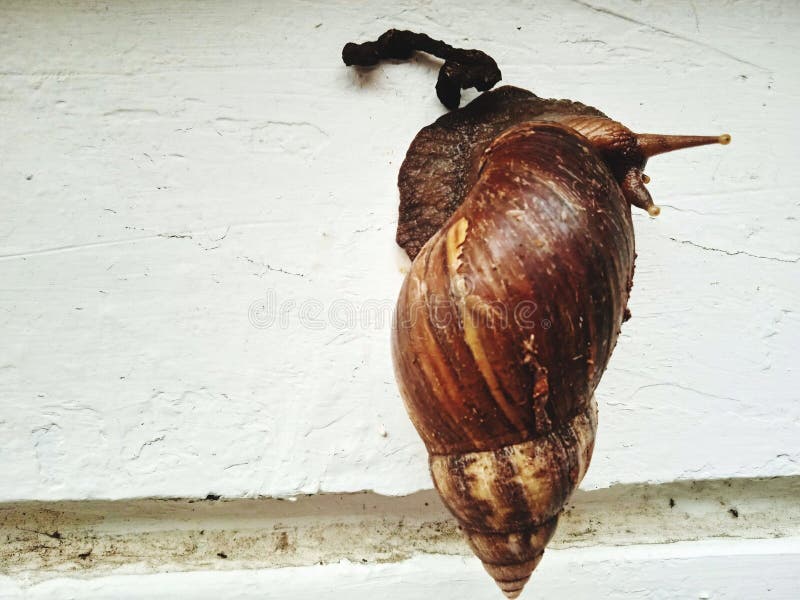 Big Snail Crawling on the Wall Stock Image - Image of house, natural ...