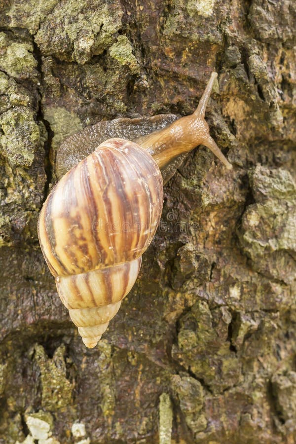 Big snail stock photo. Image of shell, snail, natural - 63720518