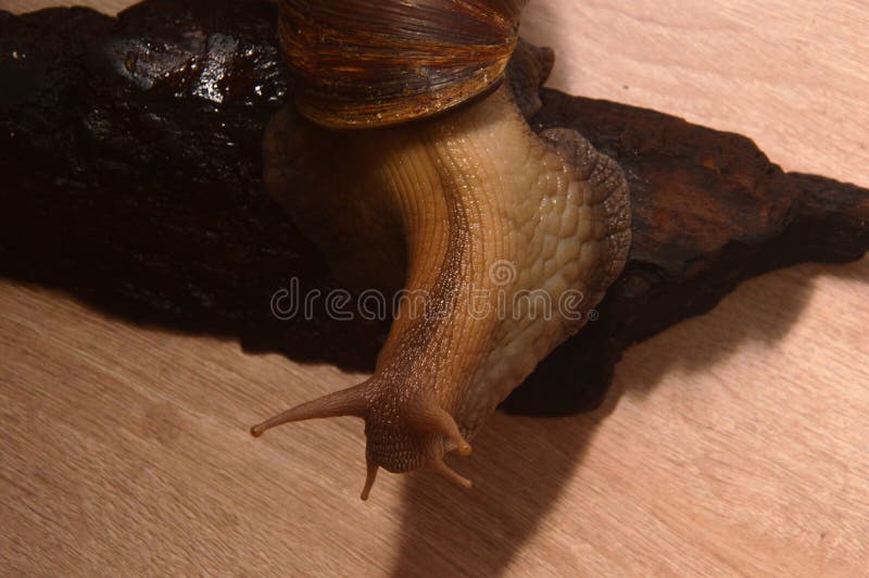 Big snail stock photo. Image of fauna, food, home, closeup - 268489876