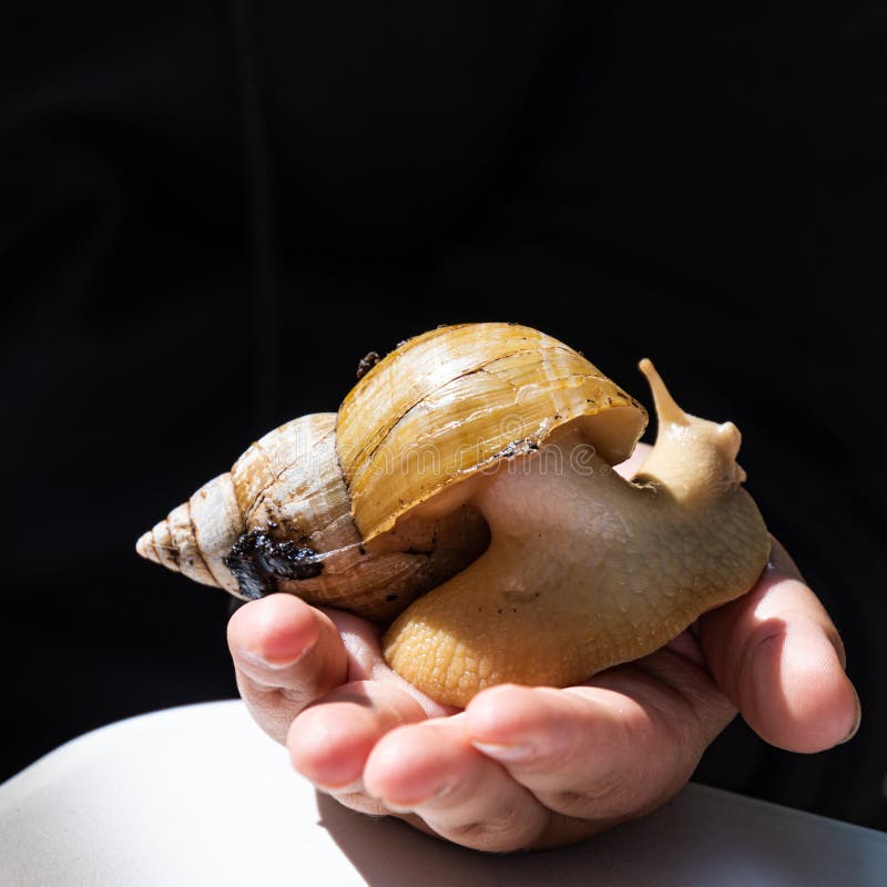 A Big Snail in the Girl S Hand Stock Image - Image of fauna, fingers ...