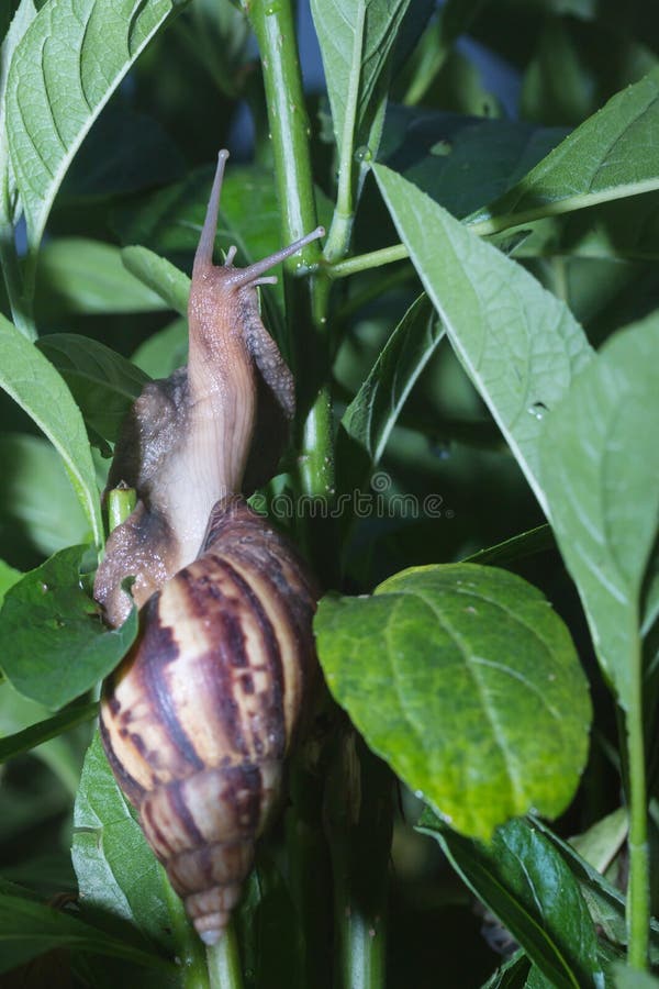 Snail on the tree stock photo. Image of crustacean, tree - 104033506