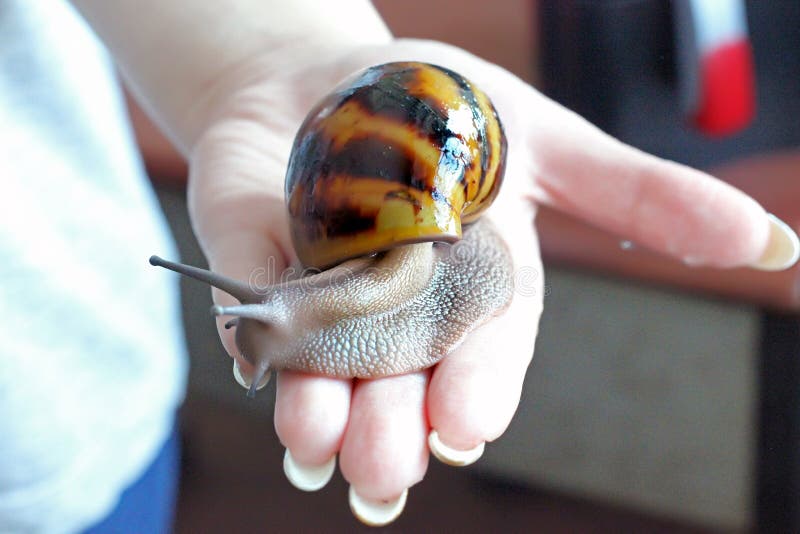 Snail in hand stock photo. Image of garden, giant, cute - 135216722