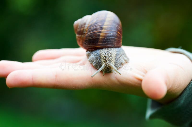 Big snail on a hand stock photo. Image of snail, innocence - 83988368