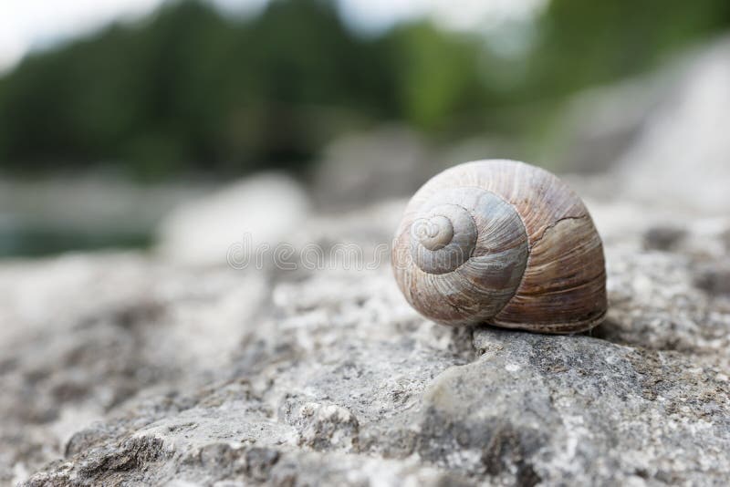 Snail hides stock photo. Image of nature, face, insect - 124845980