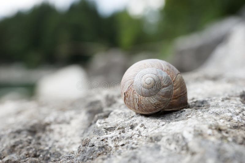 Big Snail Hides between Stones Stock Image - Image of brown, round ...