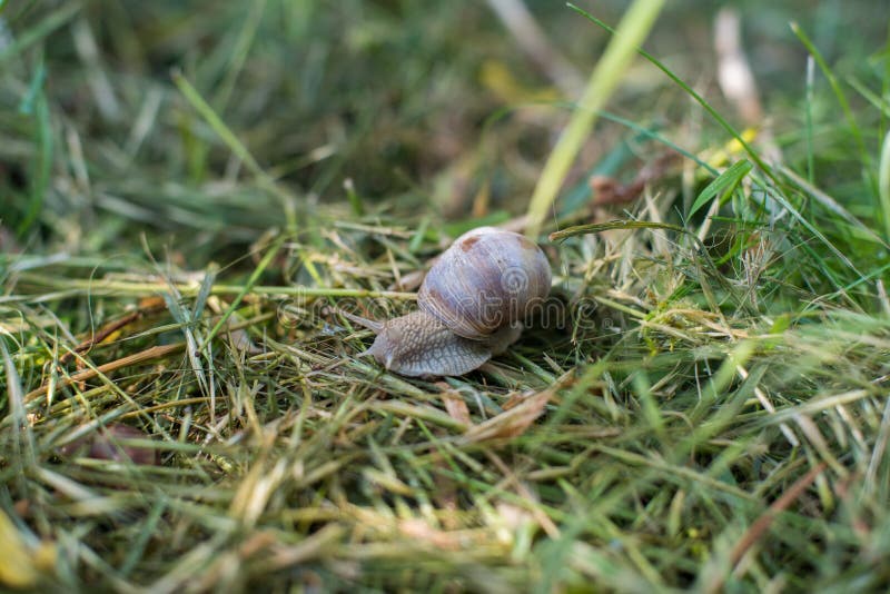 Big Snail in High Grass stock image. Image of escargot - 133867345