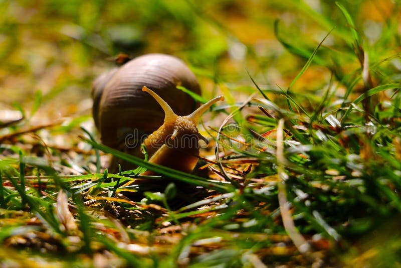Big Snail, Lymnaeidae after Rain on a Grass. Close Up Stock Photo ...