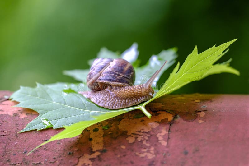 Big Snail on a Maple Leaf Close-up 2 Stock Image - Image of macro ...