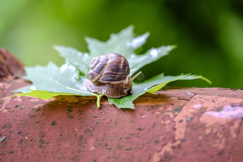 Big Snail on a Maple Leaf Close-up 3 Stock Photo - Image of background ...