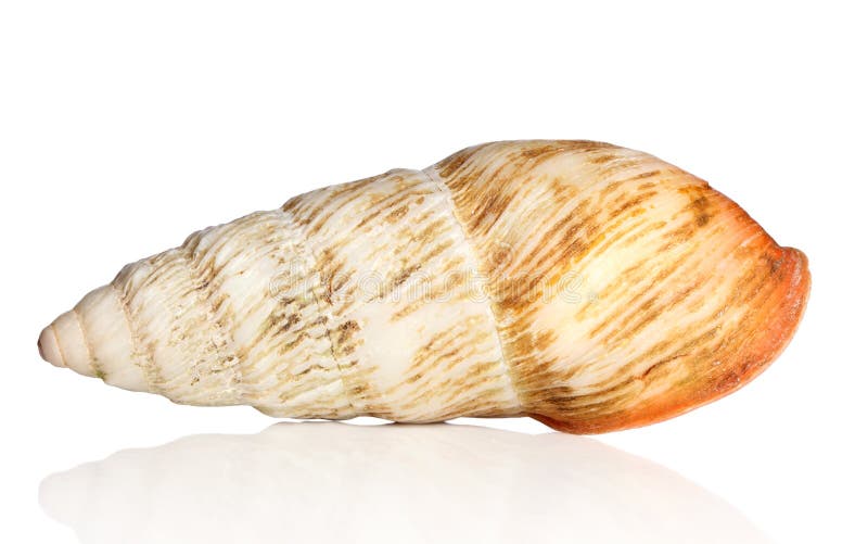Big snail shell stock photo. Image of house, shell, large - 24891996