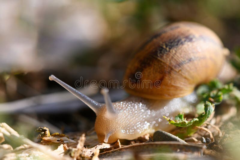 Big Snail in Shell Crawling on Road Stock Image - Image of wildlife ...