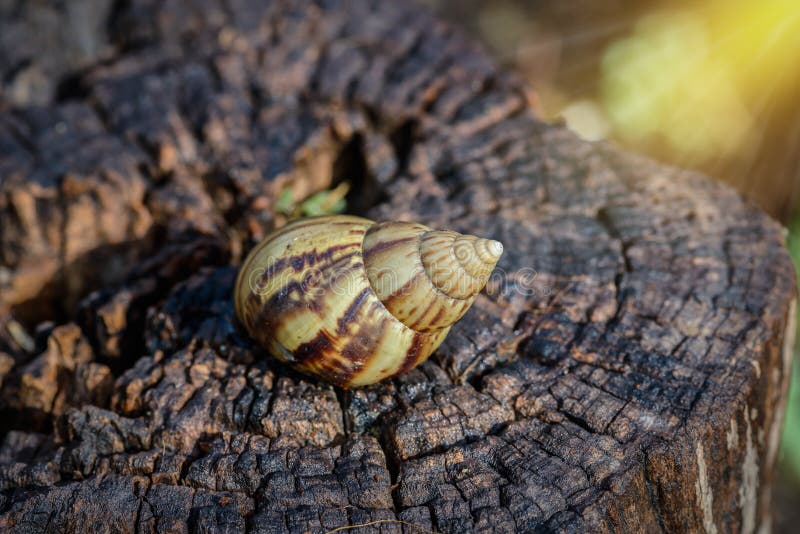 Big Snail in Shell Crawling on Timber Stock Photo - Image of pomatia ...