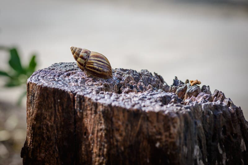 Big Snail in Shell Crawling on Timber Stock Image - Image of nature ...