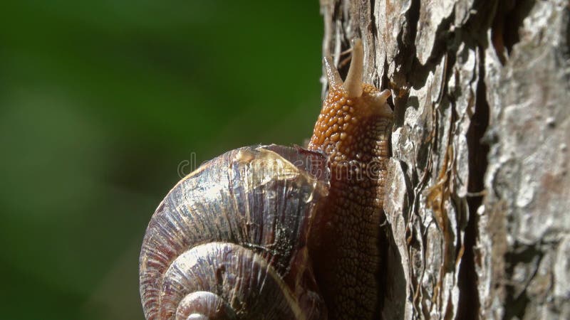 Big Snail in Shell Crawling on Tree in Forest Stock Footage - Video of ...