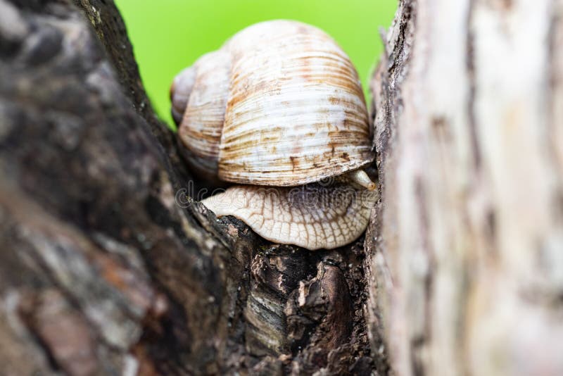 Big Snail in Shell in the Garden on Tree Trunk Stock Photo - Image of ...
