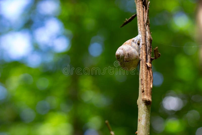 Big Snail Sitting on a Small Branch in the Sunlight Waiting for the ...