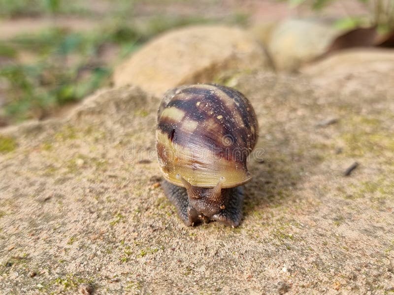 A Big Snail is Slowly Creeping in the Forest after the Rain. Focus on ...