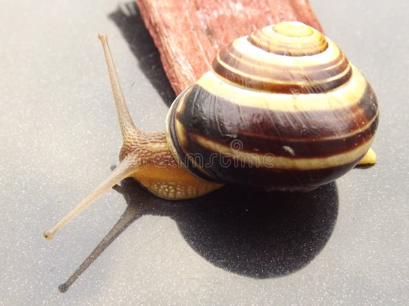Big snail stock photo. Image of ears, brown, abstract - 75411234