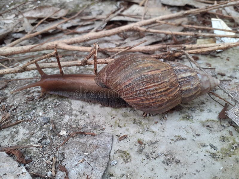 The Big Snail is Walking Alone Stock Photo - Image of amphibian ...