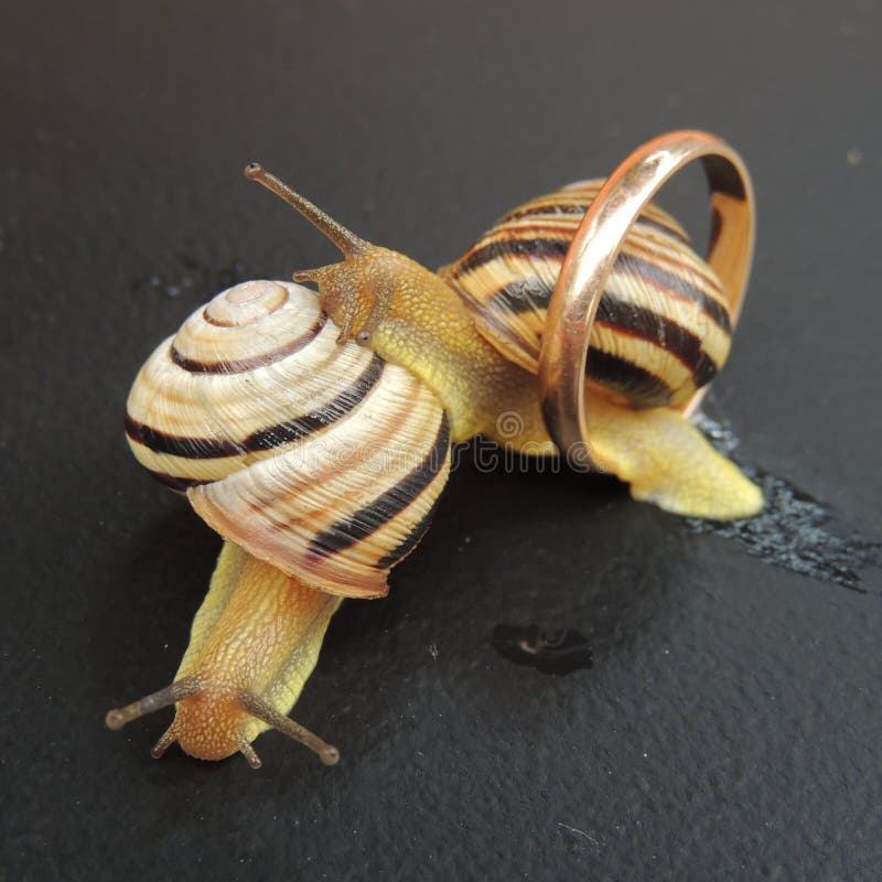 Big snail and wedding ring stock image. Image of round - 73591577