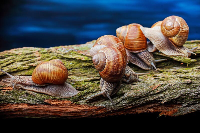 Big Snails Crawling One on One Stock Photo - Image of land, animal ...