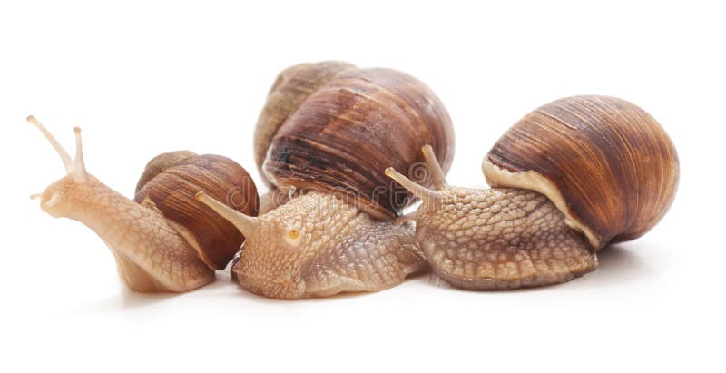 Snail without shell stock image. Image of invertebrate - 133932561