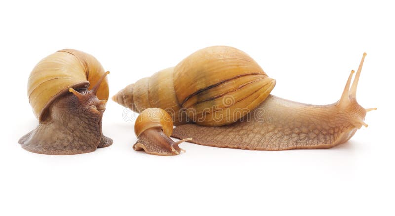 Snail without shell stock photo. Image of little, invertebrate - 167978402