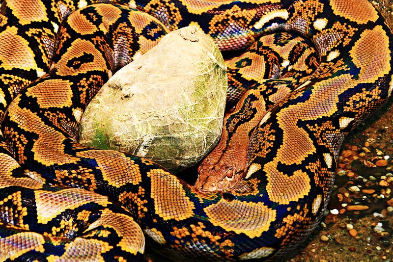 Big snake stock image. Image of stone, danger, snakeskin - 13069527