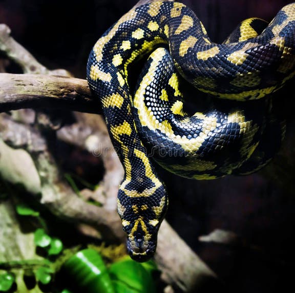 1,623 Big Yellow Snake Stock Photos - Free & Royalty-Free Stock Photos ...