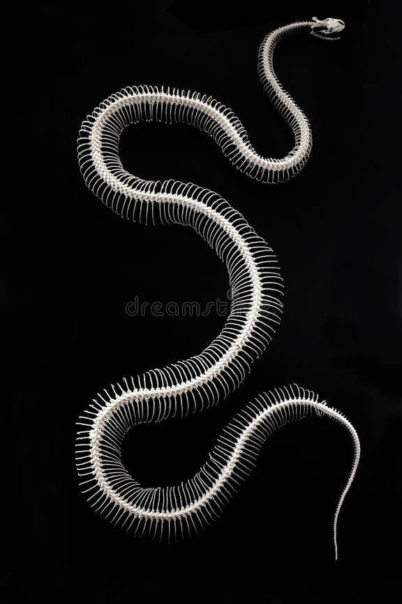 354 Snake Skeleton Stock Photos - Free & Royalty-Free Stock Photos from ...