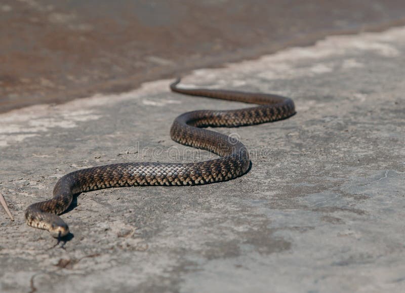 Big Snake Creeps on Concrete Stock Image - Image of body, nature: 191275837