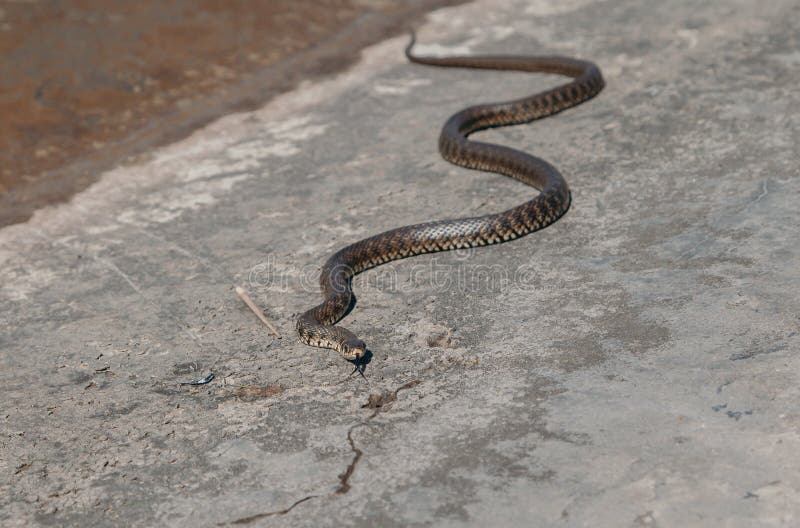 Big Snake Creeps on Concrete Stock Photo - Image of border, epic: 199668498