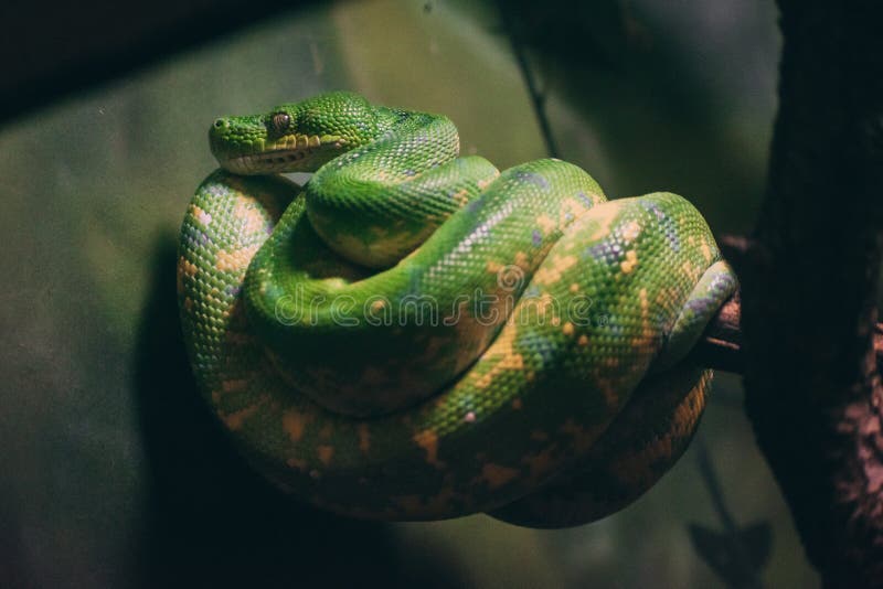 Snake Caught stock photo. Image of poisonous, horror - 28481392 Snake Caught stock photo. Image of poisonous, horror - 28481392