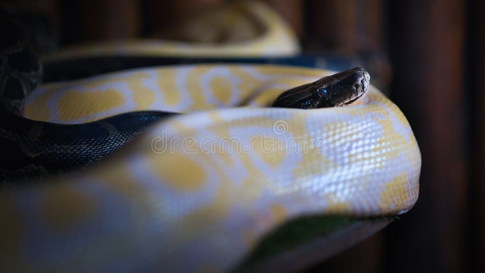 The Big Snake Has Its Head Resting on Another Snake Stock Photo - Image ...