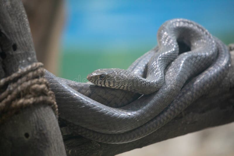A Big Snake Resting on Tree Stock Image - Image of tree, resting: 253211341