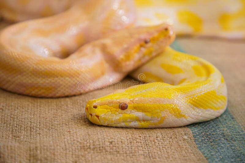 Big Snake Two Golden Python Closeup Stock Photo - Image of animals ...
