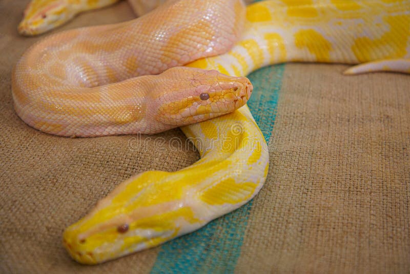 Big Snake Two Golden Python Closeup Stock Photo - Image of pattern ...