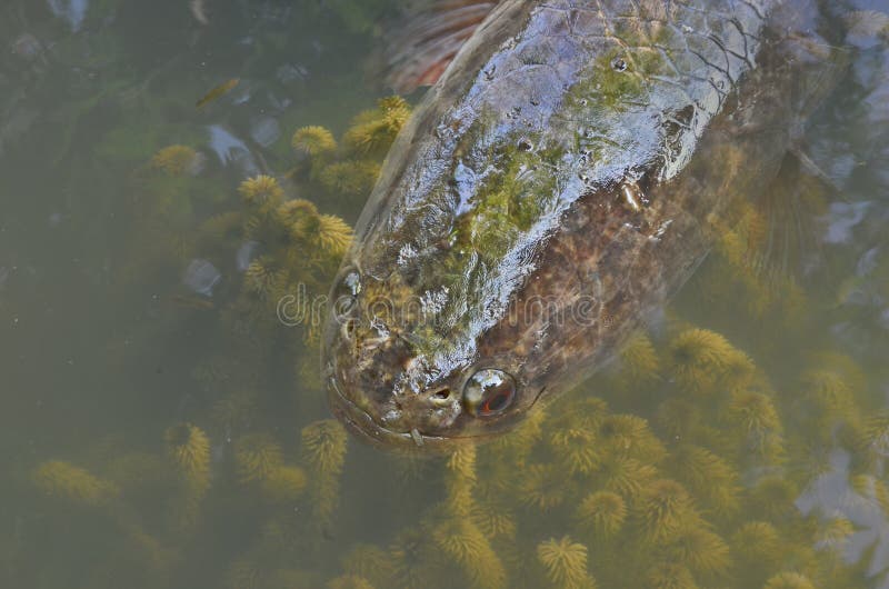 Big Snakehead with Alga in the Water Stock Photo - Image of snakehead ...