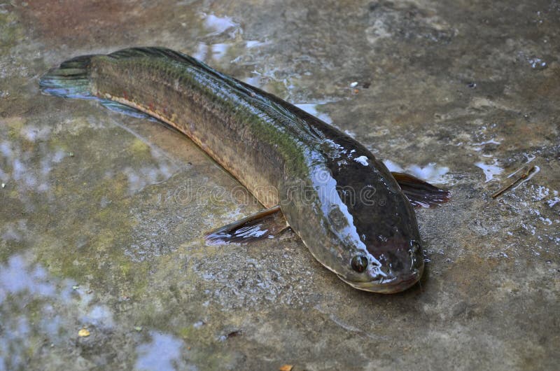 Big Snakehead Fish on Wet Floor Stock Image - Image of snakehead ...