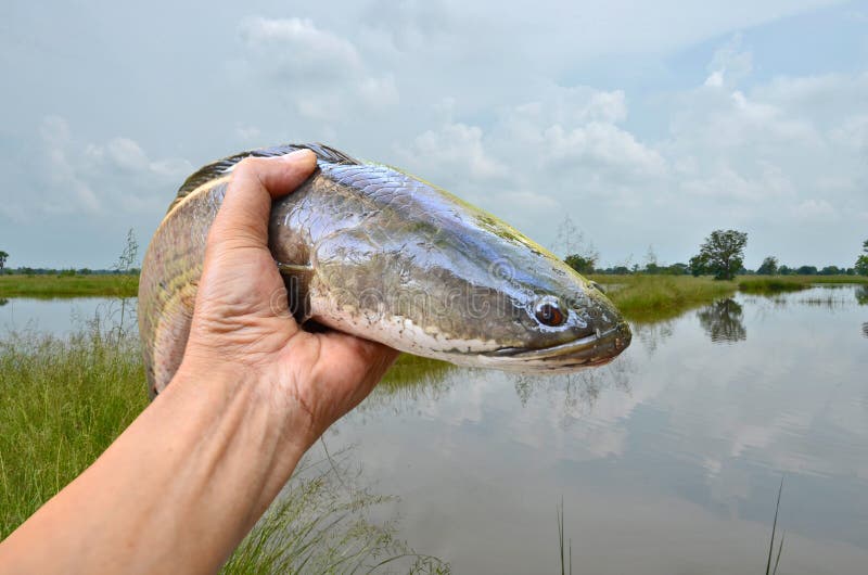 Big sneakhead fish in hand stock image. Image of floor - 96902331