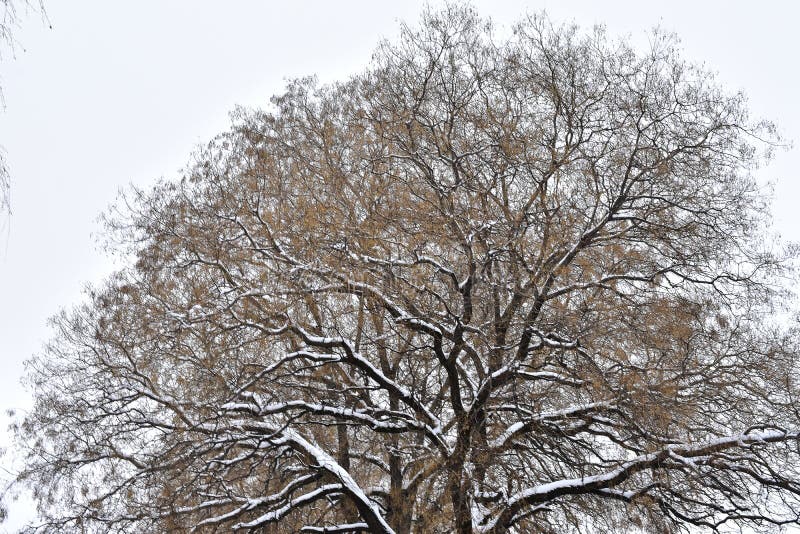 The big snow on the branch stock image. Image of colorful - 138289805