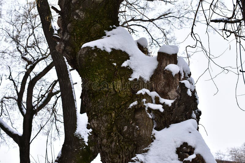 The big snow on the branch stock photo. Image of white - 138289806
