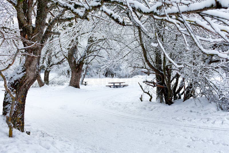 Big Snow stock photo. Image of snow, frost, park, scene - 49972444