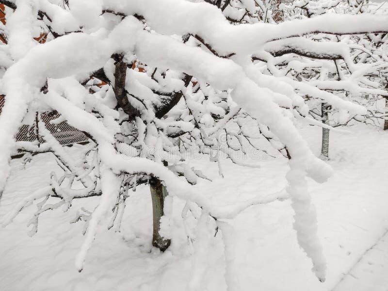 Big Snow on the Trees in Maramures County, Romania Stock Photo - Image ...
