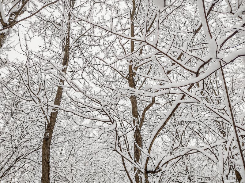 Big Snow on the Trees in Maramures County, Romania Stock Image - Image ...