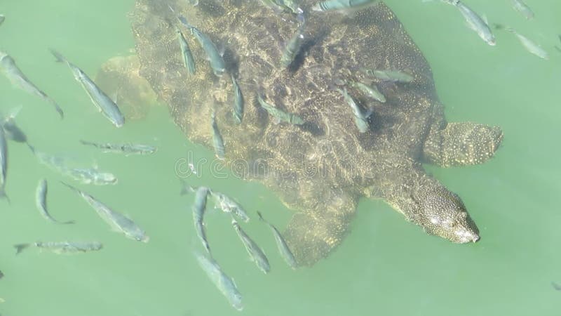 Big Soft-shell Turtle Poking Its Muzzle Over Water Surface Stock Video ...