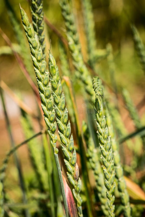 Spelt Plant